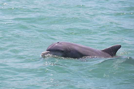 The Dolphin Quest | Sunshine Scenic Tours